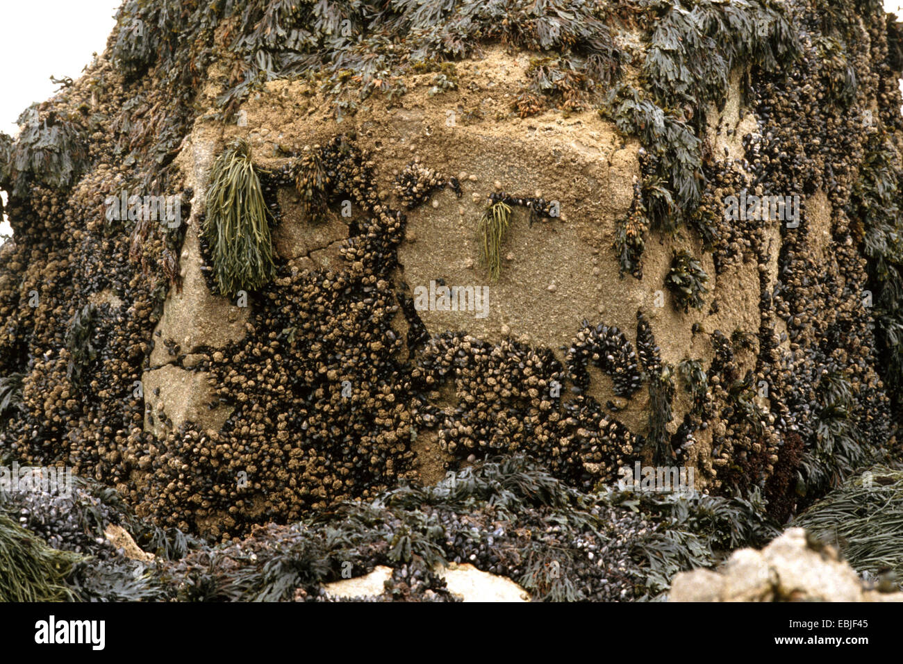 blue mussel, bay mussel, common mussel, common blue mussel (Mytilus ...