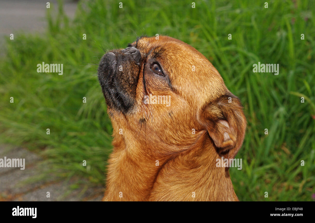 Small Brabant Griffon (Canis lupus f. familiaris), looking up Stock ...