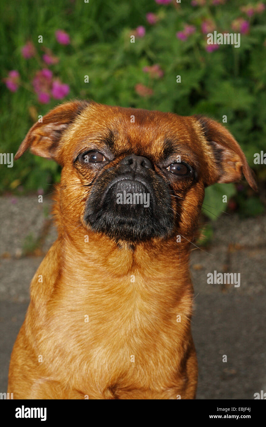 Small Brabant Griffon (Canis lupus f. familiaris), portrait Stock Photo ...
