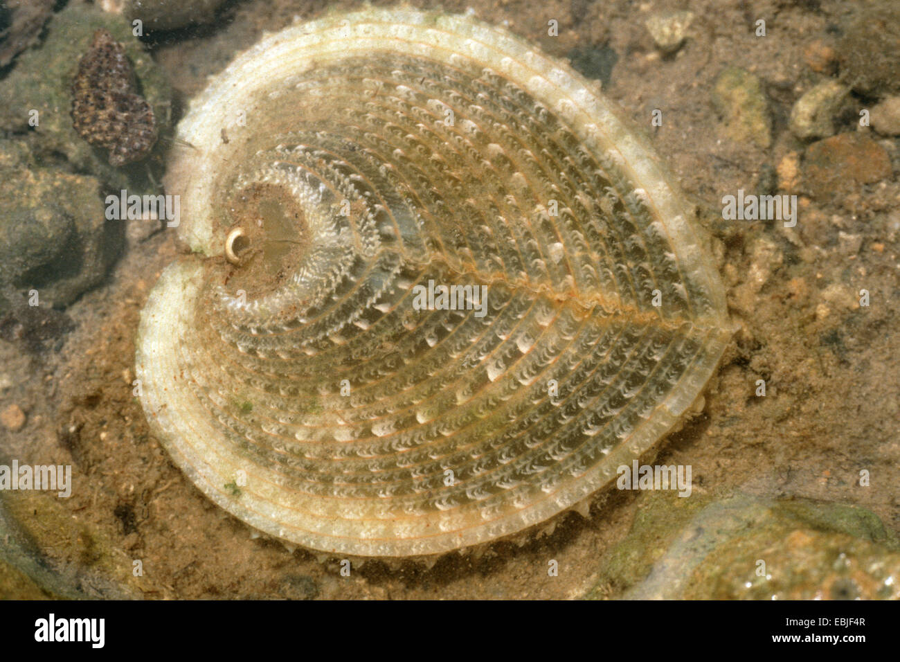 true heart cockle (Corculum cardissa), at the bottom of the sea Stock ...