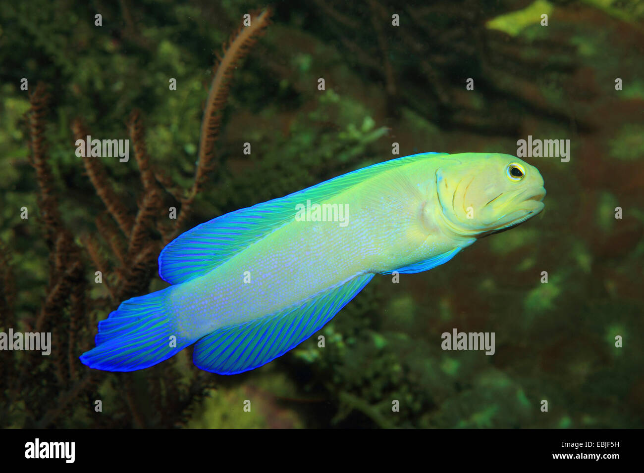 Yellow jawfish (Opistognathus aurifrons), side view Stock Photo - Alamy