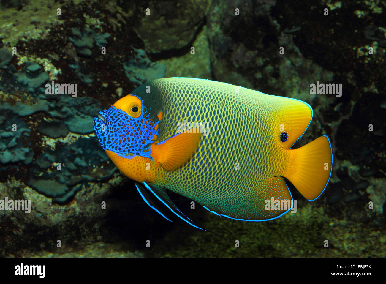 yellow-faced angelfish, blue-face angelfish, yellowface angelfish ...