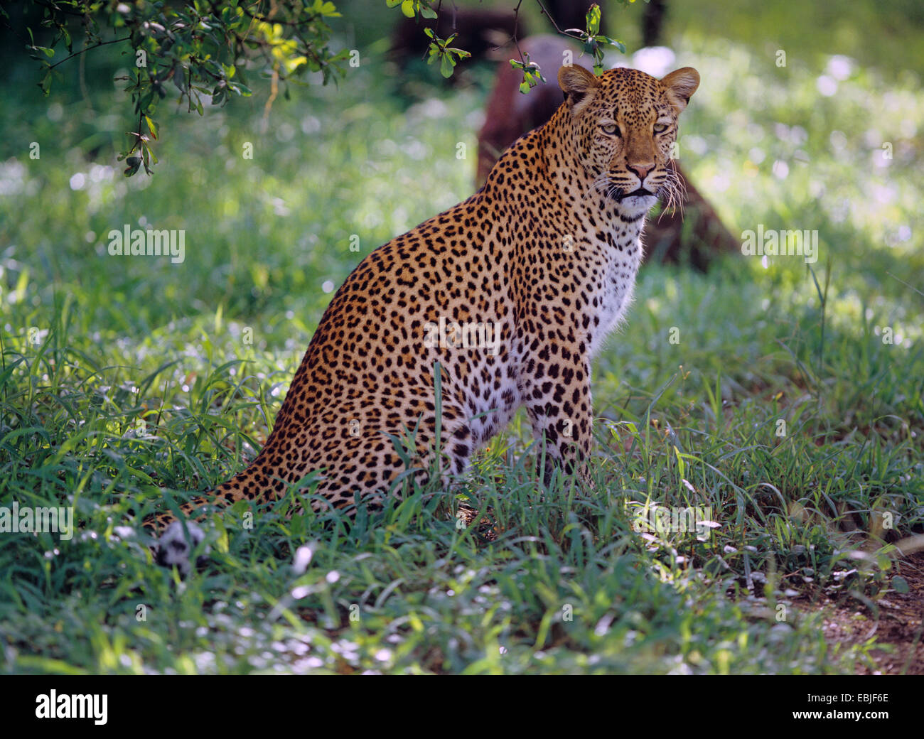 Zimbabwean habitat hi-res stock photography and images - Alamy