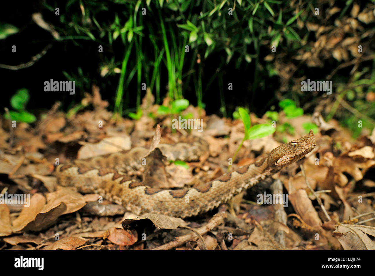 Nose-horned viper, Horned viper, Long-nosed viper (Vipera ammodytes ...