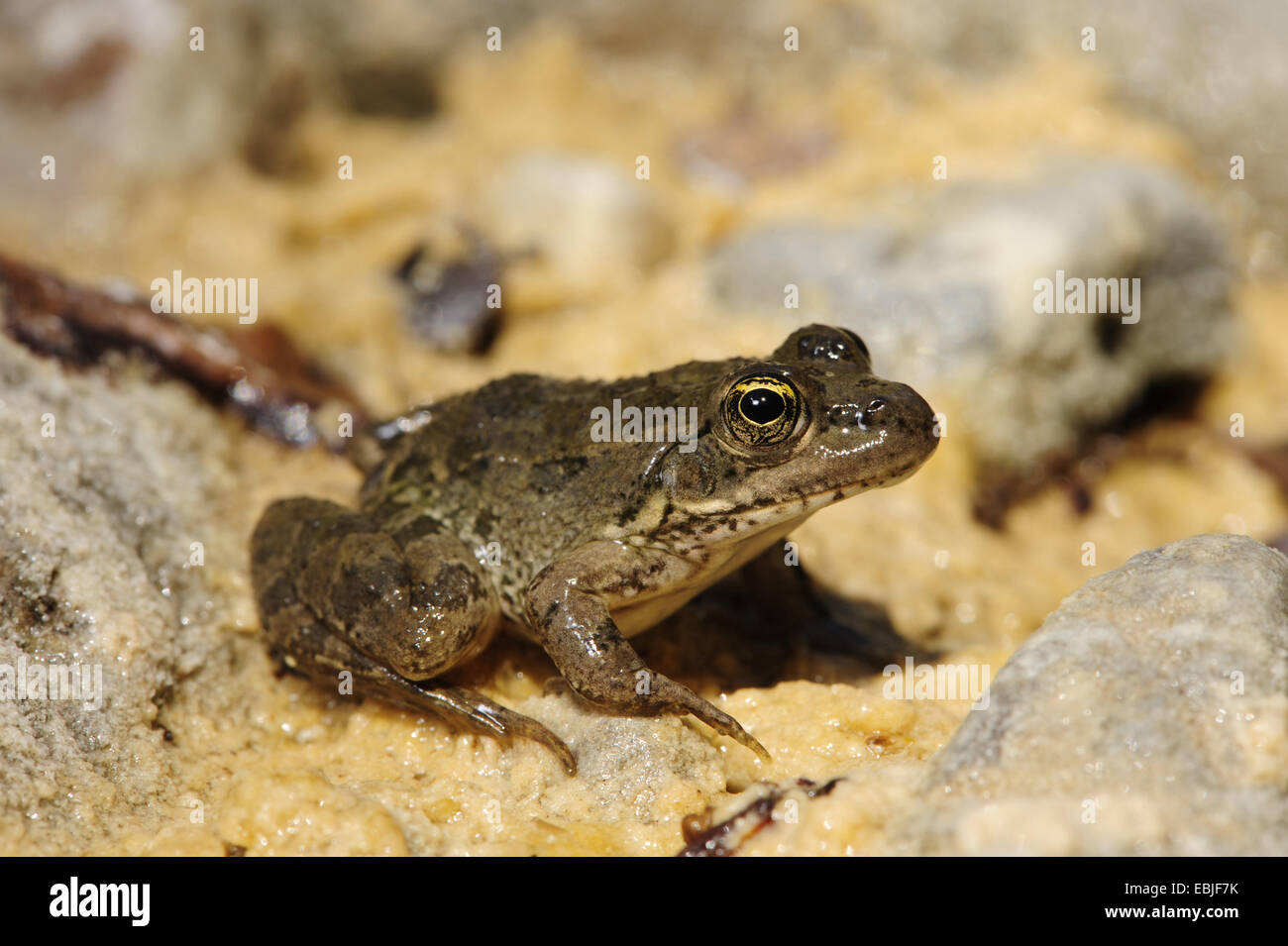 Balkan Frog (Pelophylax kurtmuelleri ), young individual, Greece ...