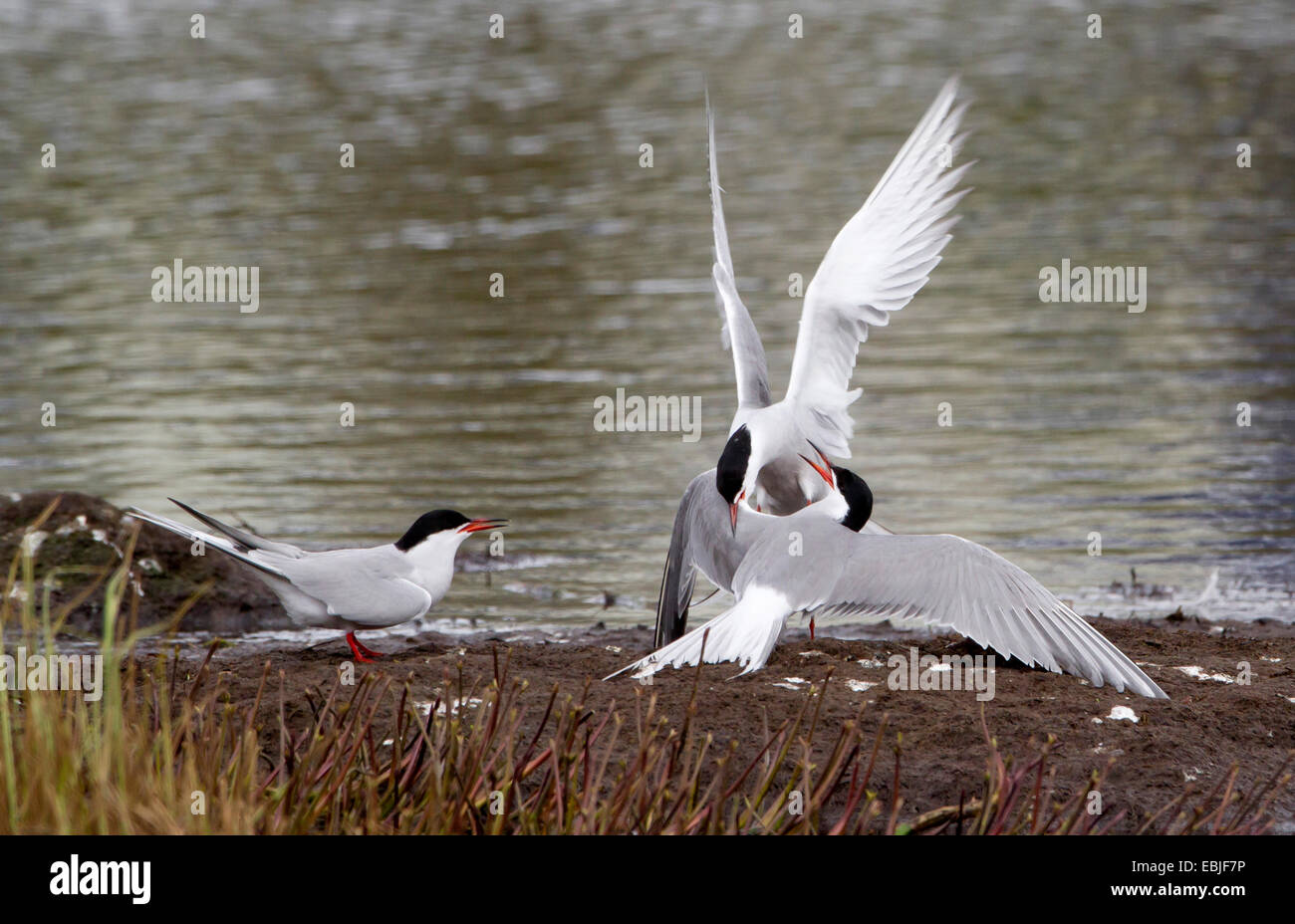 Common tern hirundo three birds hi-res stock photography and images - Alamy