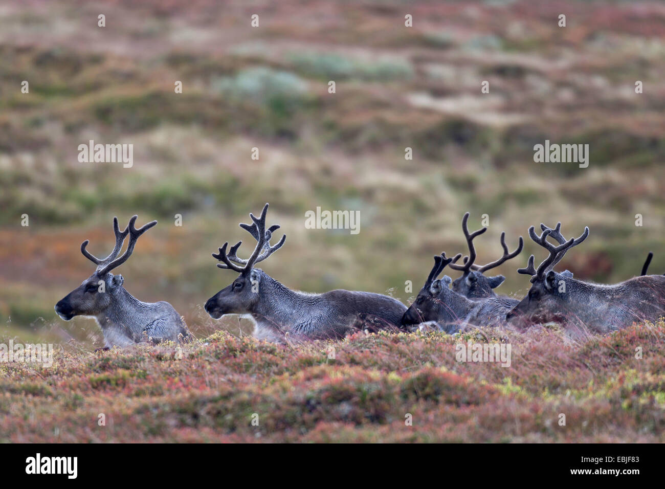 Scandinavian tundra reindeer hi-res stock photography and images - Alamy