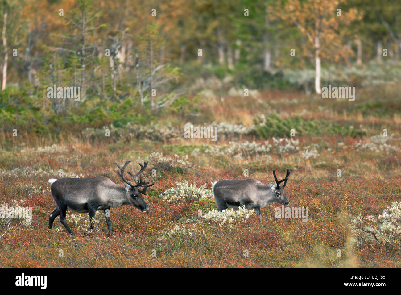 European reindeer, European caribou (Rangifer tarandus tarandus), hind ...