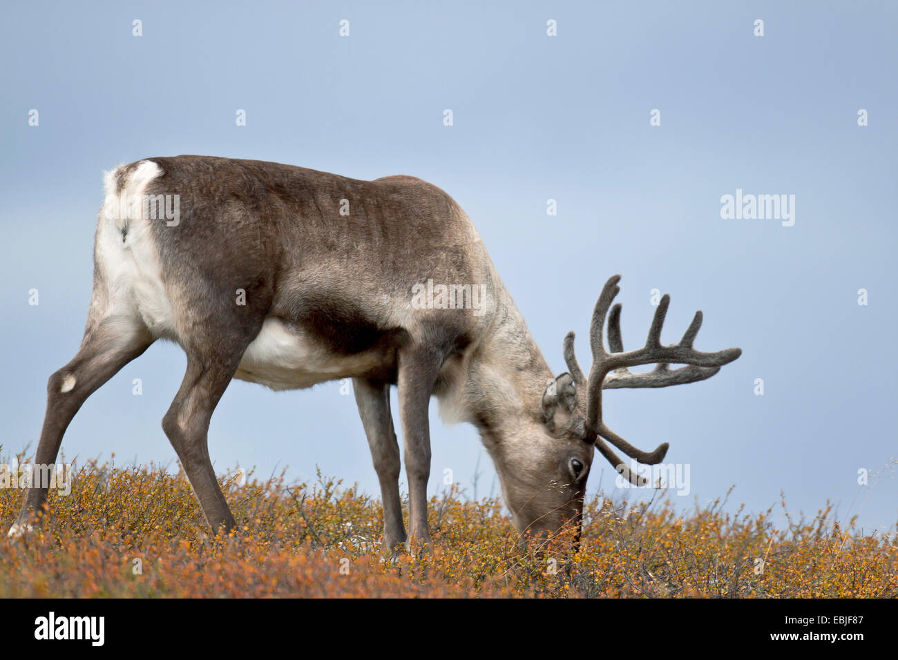 European reindeer, European caribou (Rangifer tarandus tarandus), hind ...