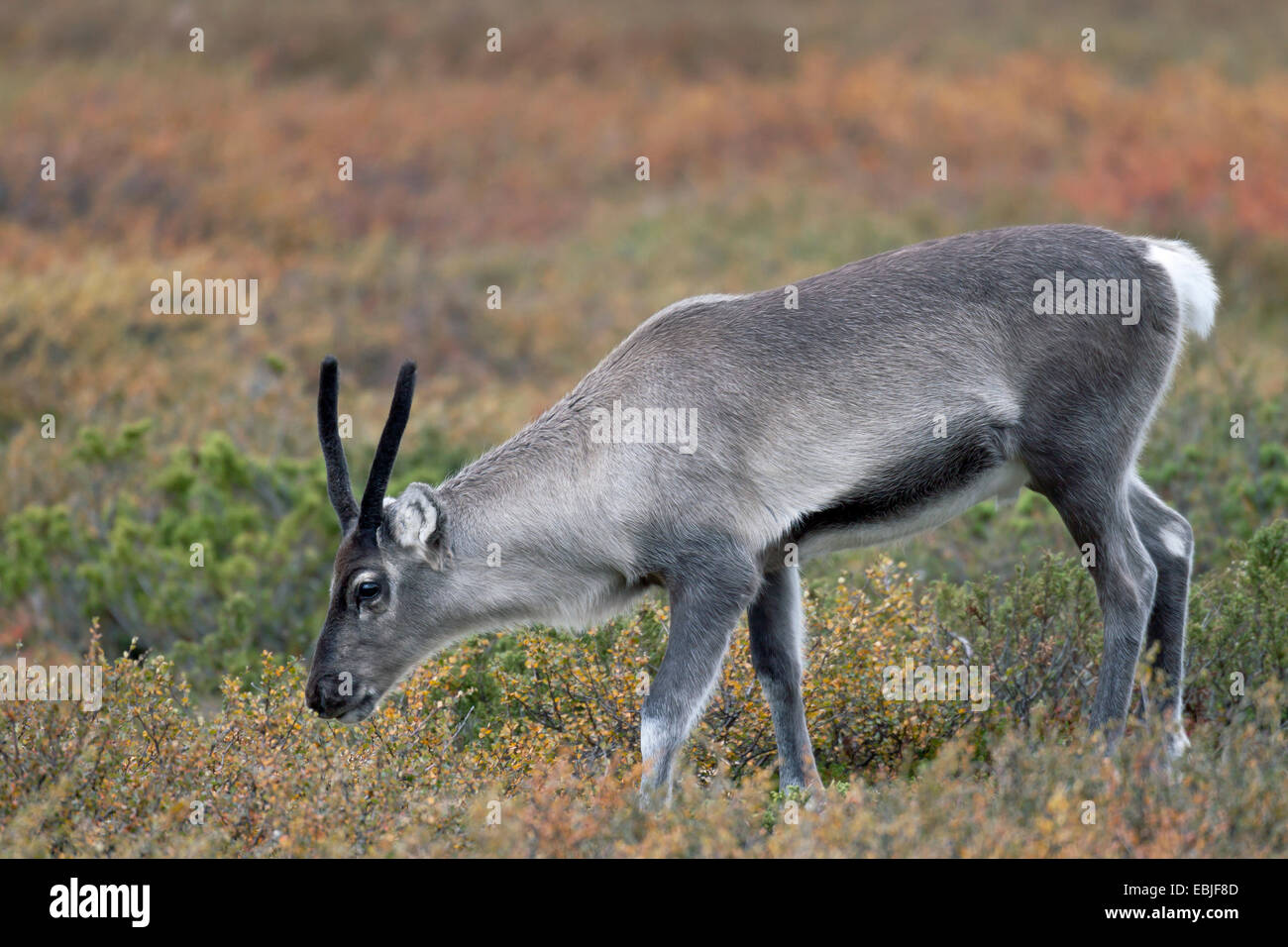 European reindeer, European caribou (Rangifer tarandus tarandus), calf ...