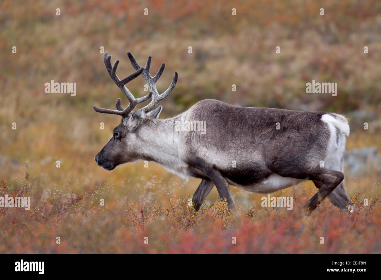 European reindeer, European caribou (Rangifer tarandus tarandus), hind ...