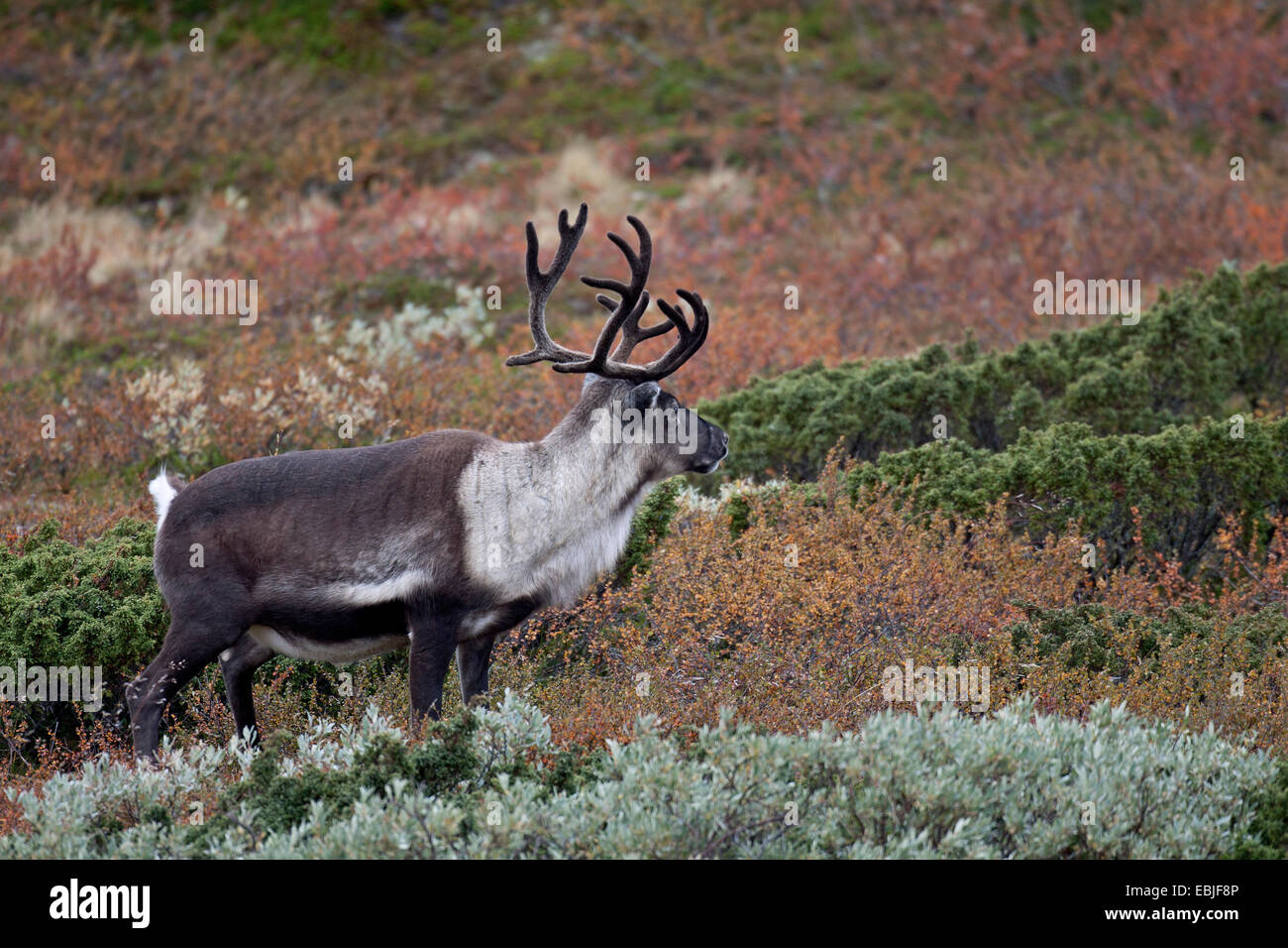 European reindeer, European caribou (Rangifer tarandus tarandus), hind ...