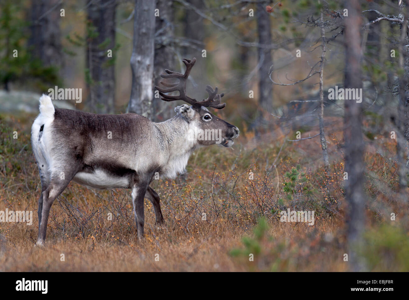 European reindeer, European caribou (Rangifer tarandus tarandus), hind ...