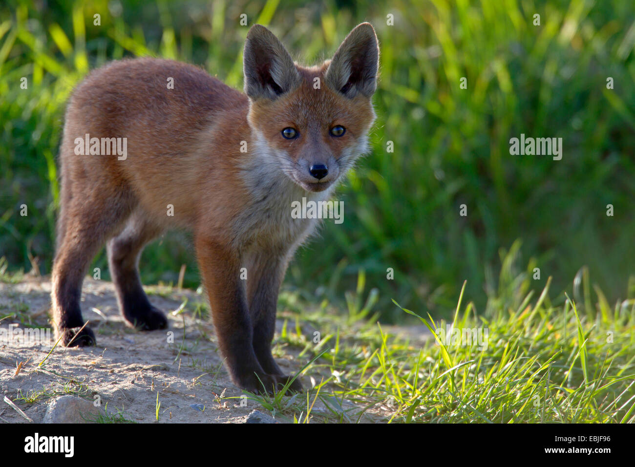 red fox (Vulpes vulpes), fox cub standing in a meadow, Germany ...