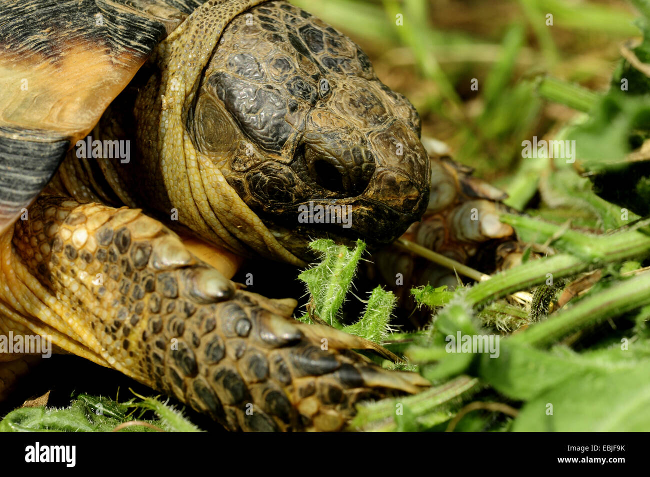 Hermanns tortoise, Greek tortoise, Boettgers tortoise (Testudo hermanni ...
