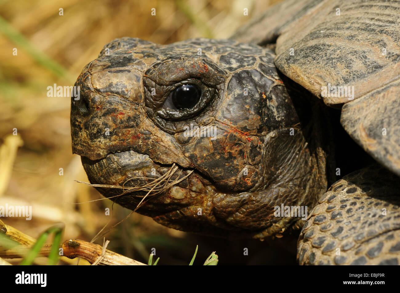 margined tortoise, marginated tortoise (Testudo marginata), portrait ...
