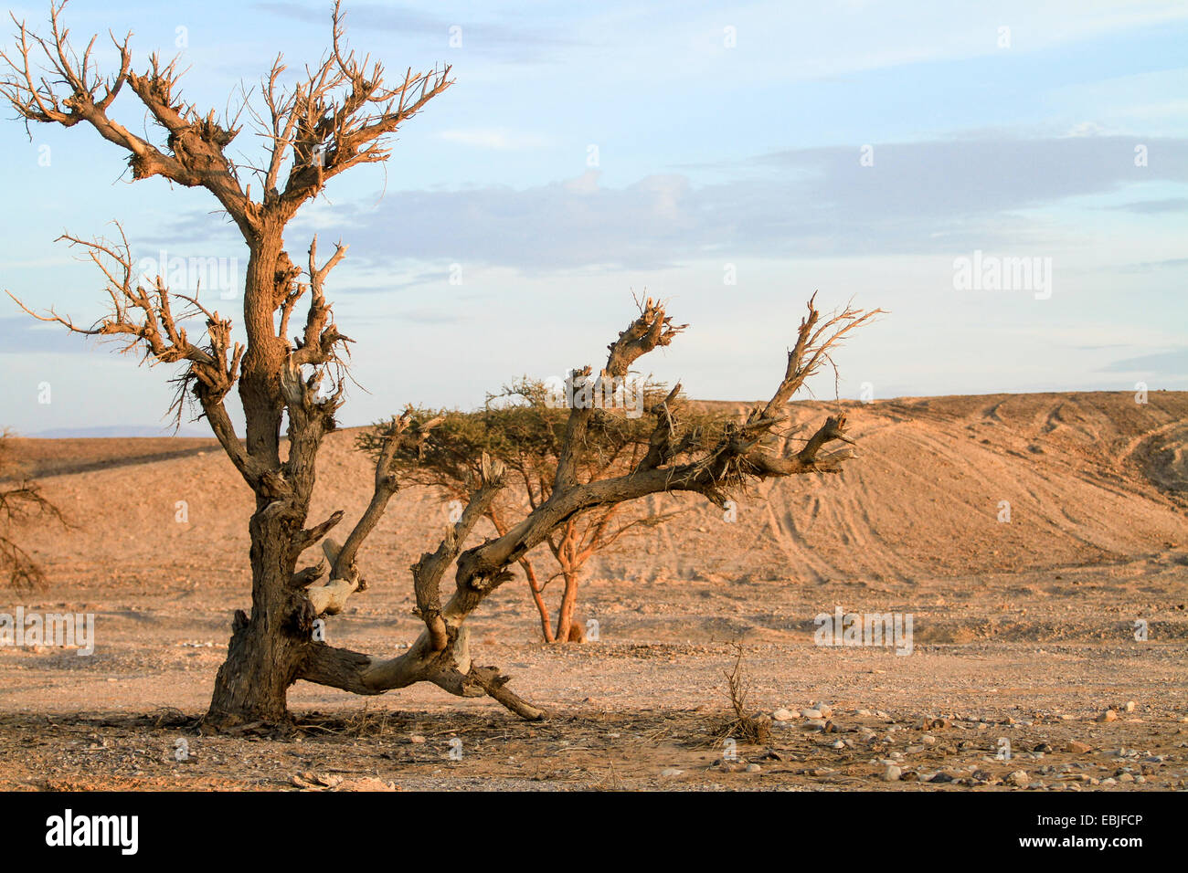 Dry parched tree in a desert landscape Stock Photo - Alamy
