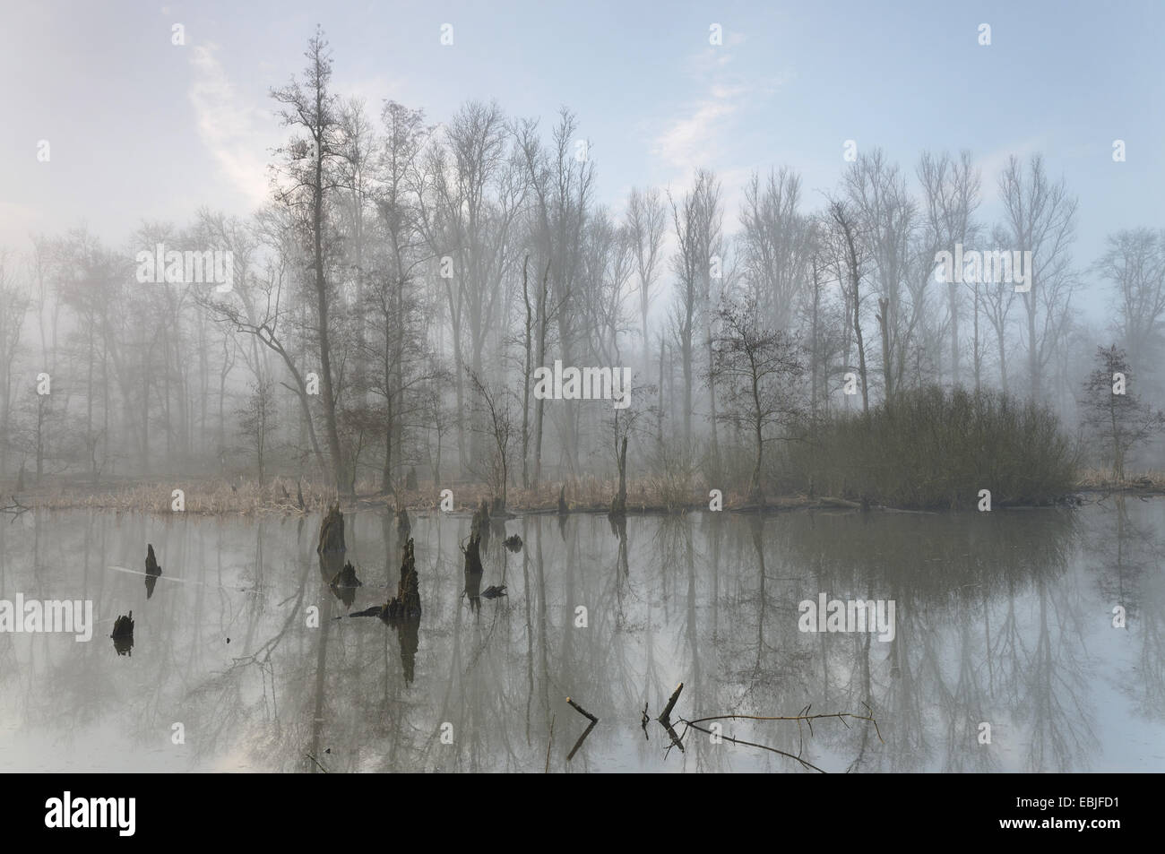 Wetlands ecosystems hi-res stock photography and images - Alamy
