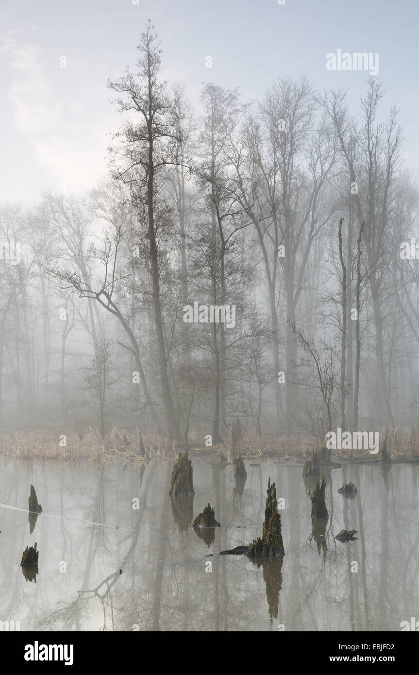 Wetlands ecosystems hi-res stock photography and images - Alamy