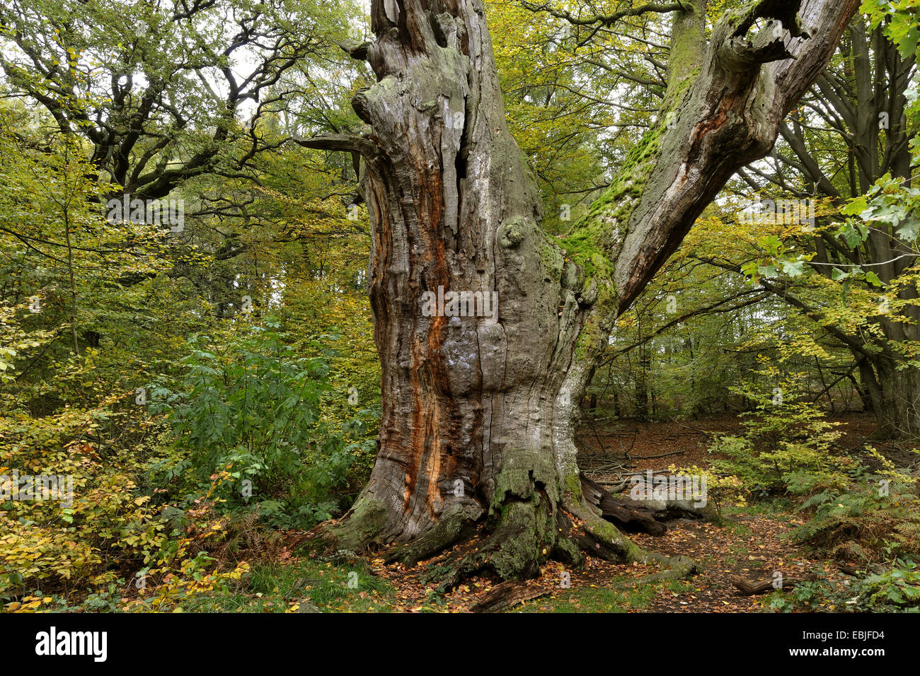 gnarled dead tree in the primeval forest Sababurg at the Reinhardswald ...