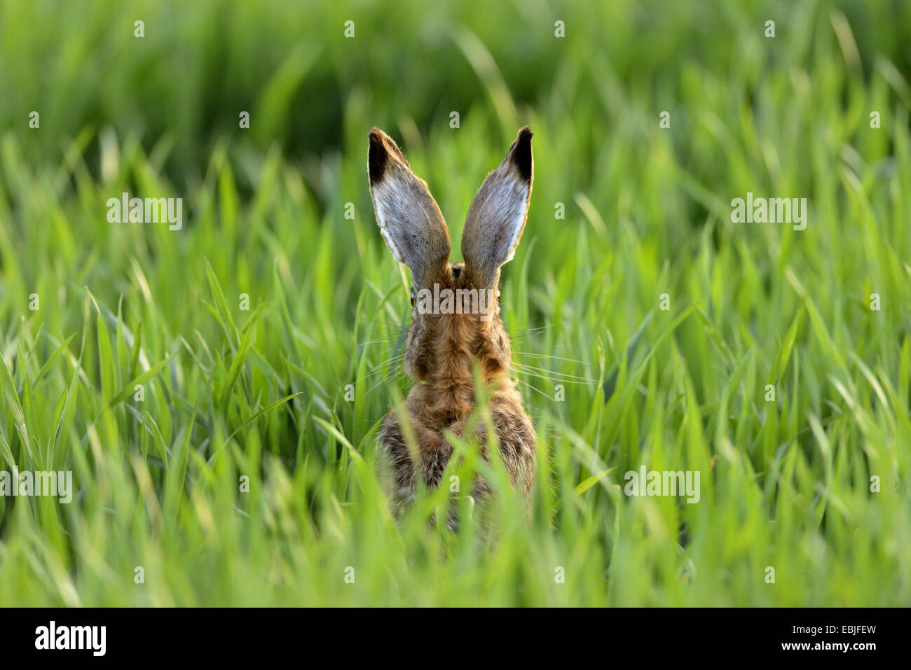 European hare (Lepus europaeus), sitting on grass, Germany, Bavaria ...