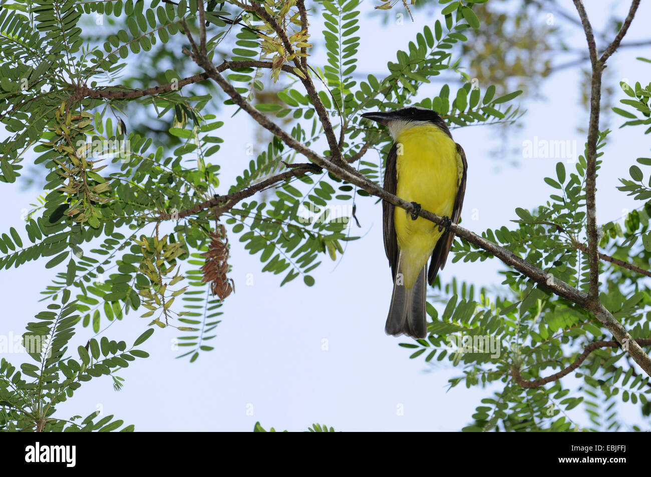 lesser kiskadee (Philohydor lictor, Pitangus lictor), sitting on a tree ...