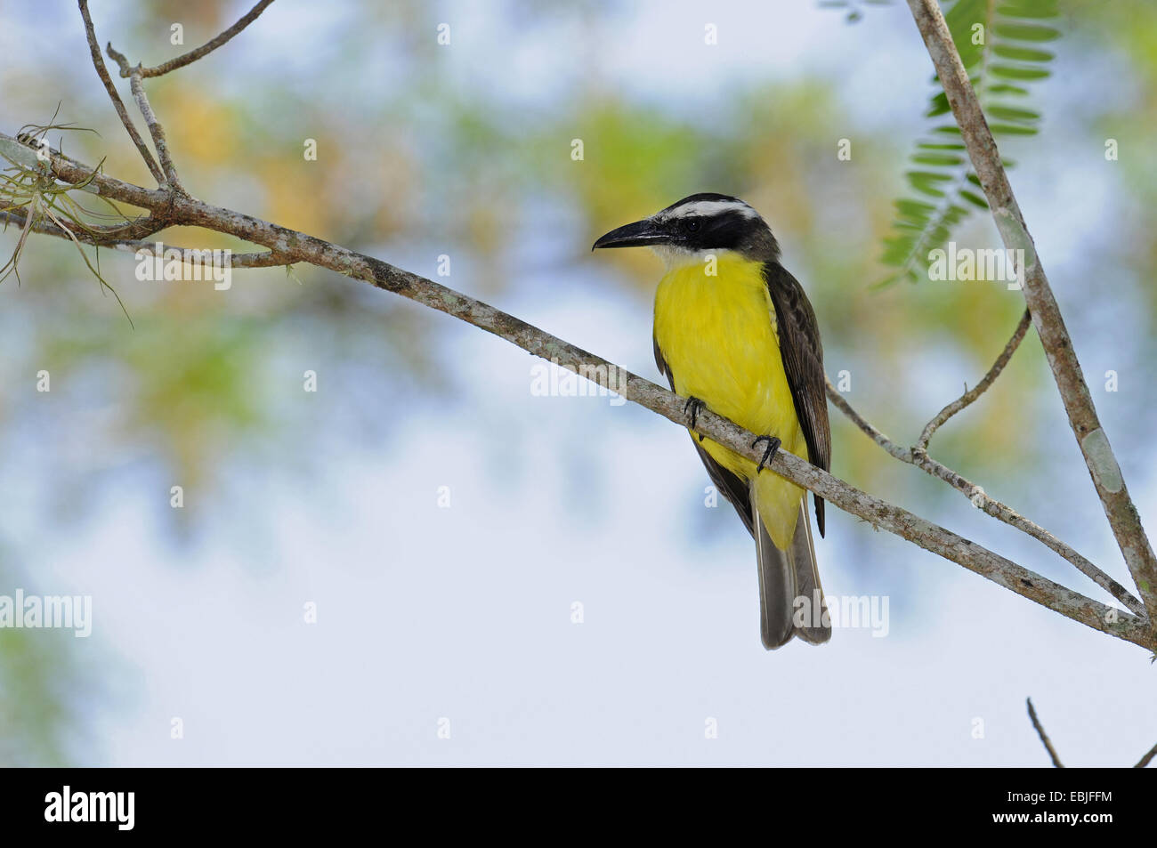 lesser kiskadee (Philohydor lictor, Pitangus lictor), sitting on a tree ...
