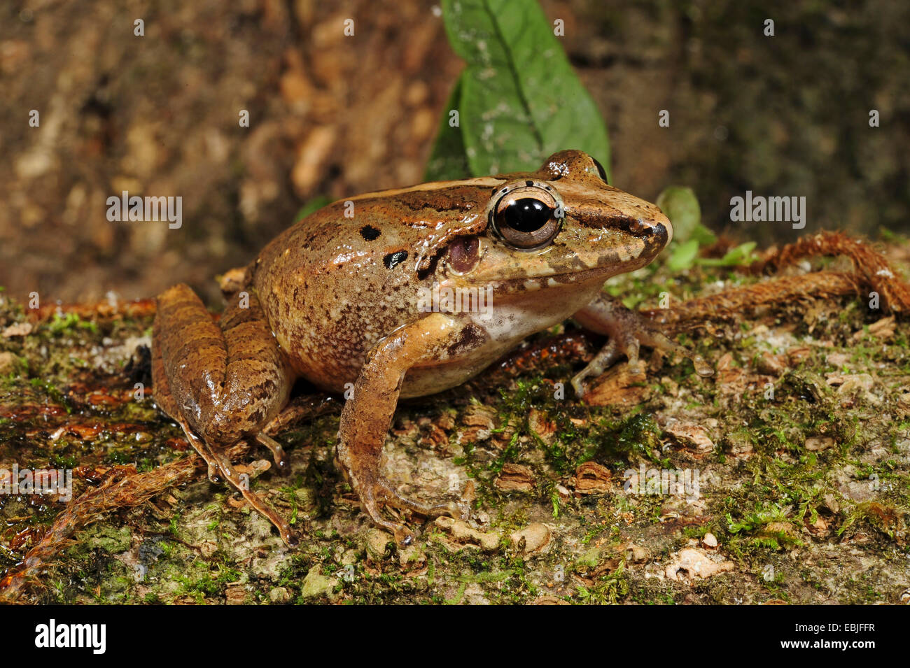 Frosch (Craugastor spec.) from Honduras, Honduras, Las Marias Stock ...