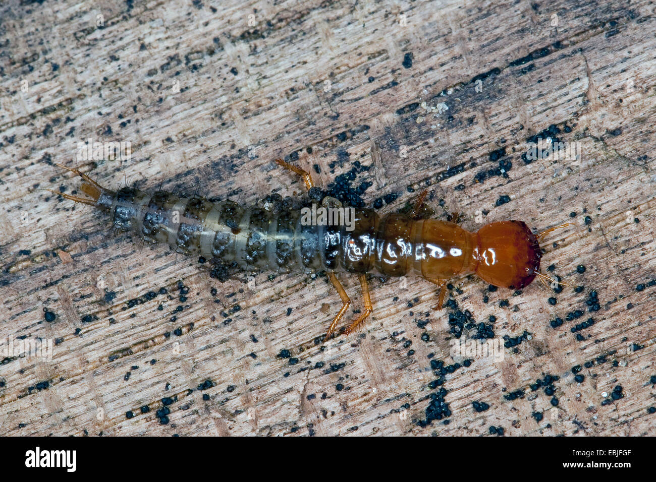 Rove beetles hi-res stock photography and images - Alamy