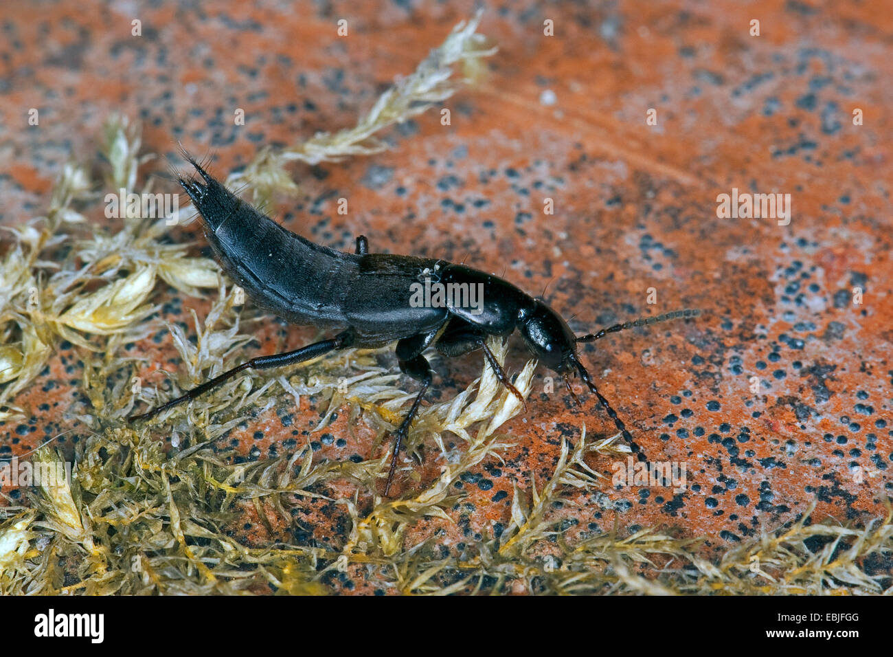 Rove beetles hi-res stock photography and images - Alamy