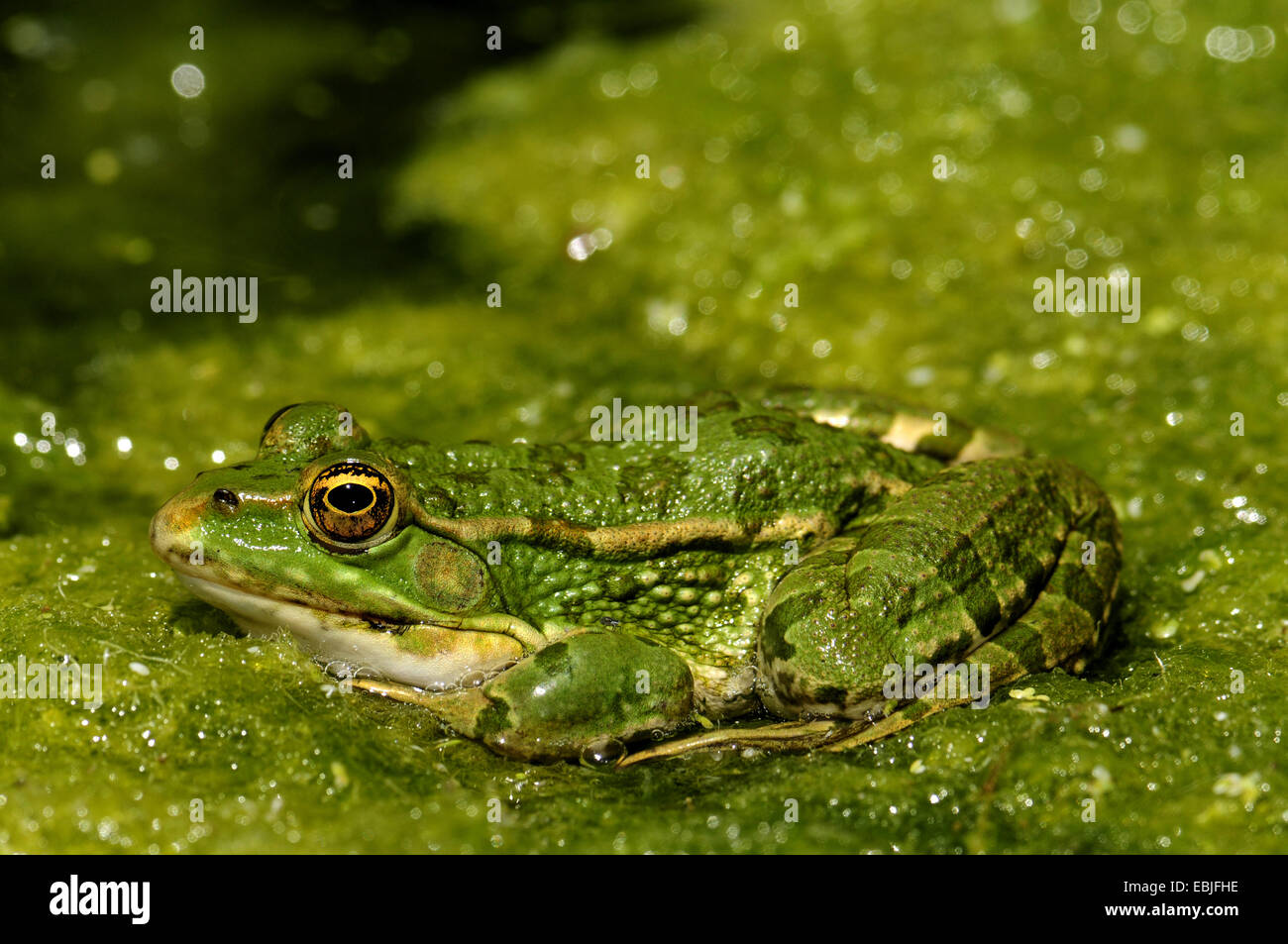 Balkan Frog (Pelophylax kurtmuelleri ), sitting on algae, Greece ...