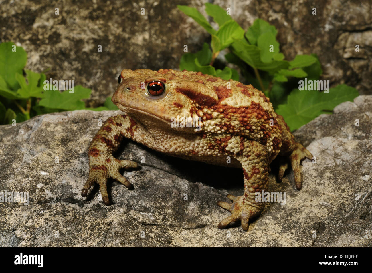 European common toad (Bufo bufo spinosus), large individual, Greece ...