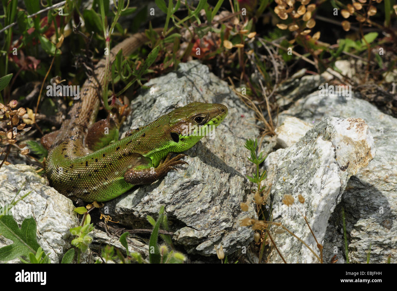 Eastern Green Lizard, European green lizard, Emerald lizard (Lacerta ...