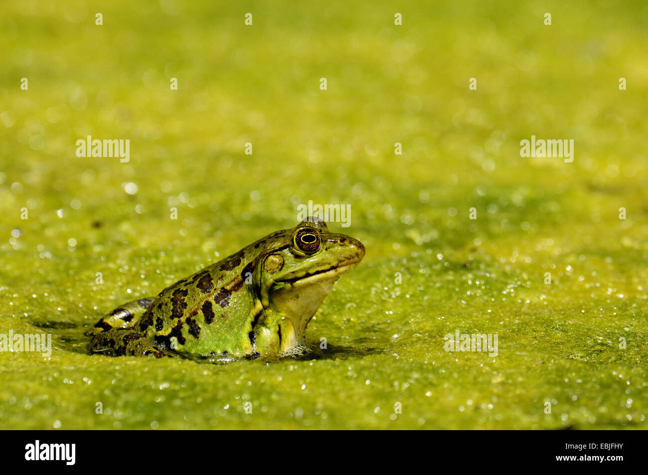 Balkan Frog (Pelophylax kurtmuelleri ), sitting on algae, Greece ...