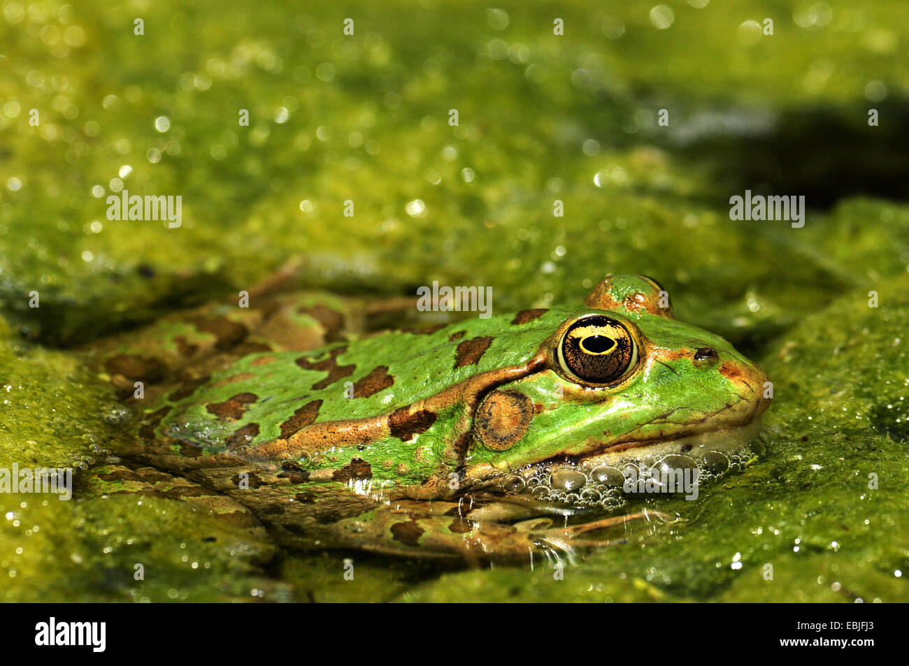 Balkan Frog (Pelophylax kurtmuelleri ), amonsgt on algae, Greece ...