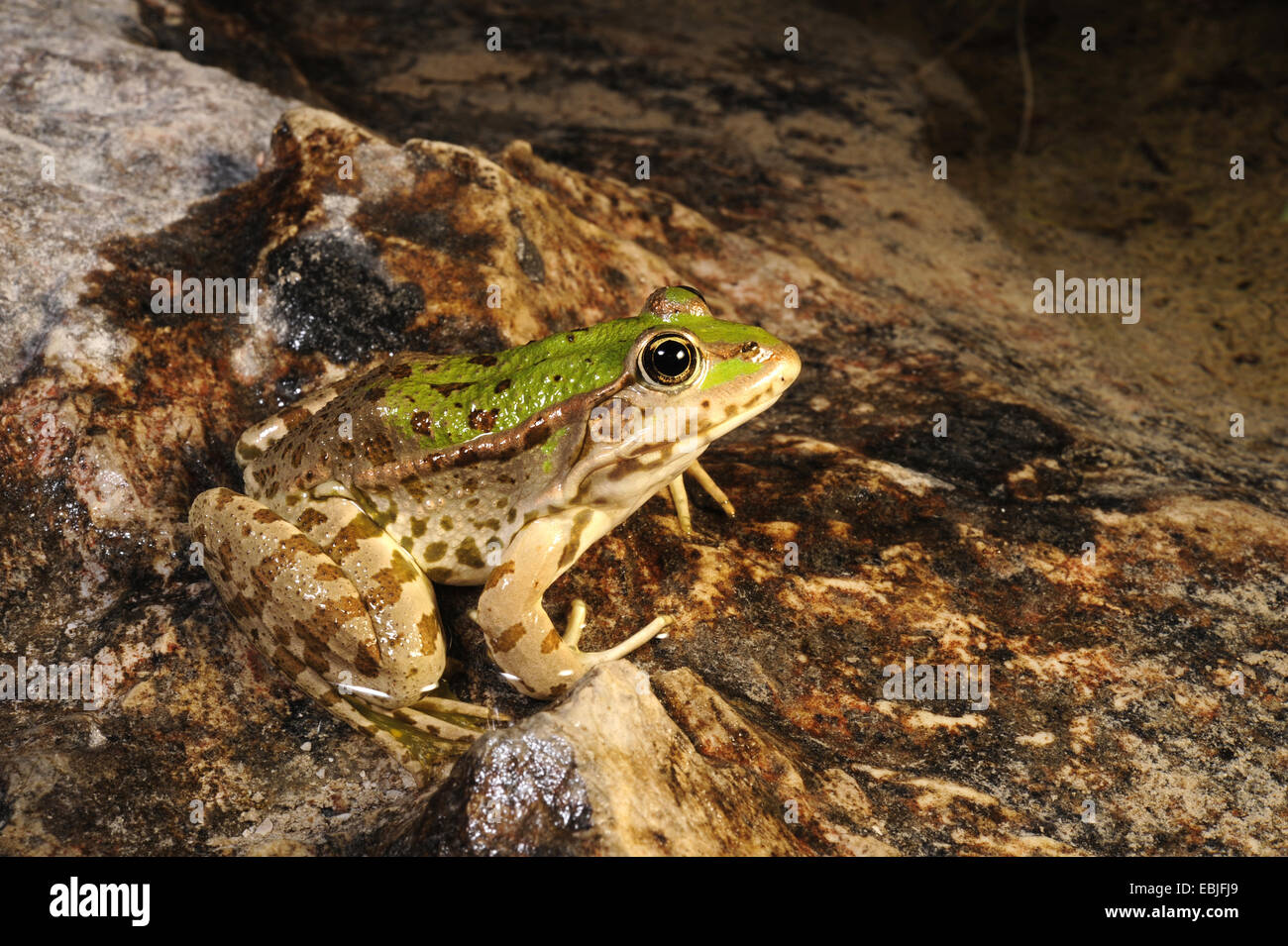 Pelophylax kurtmuelleri hi-res stock photography and images - Alamy