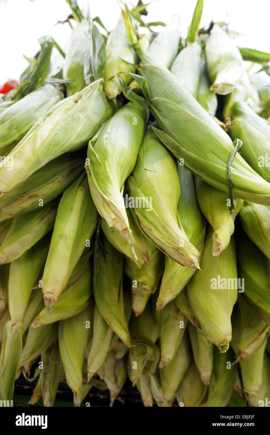 Indian corn, maize (Zea mays), pile of freshly harvested maize cobs ...