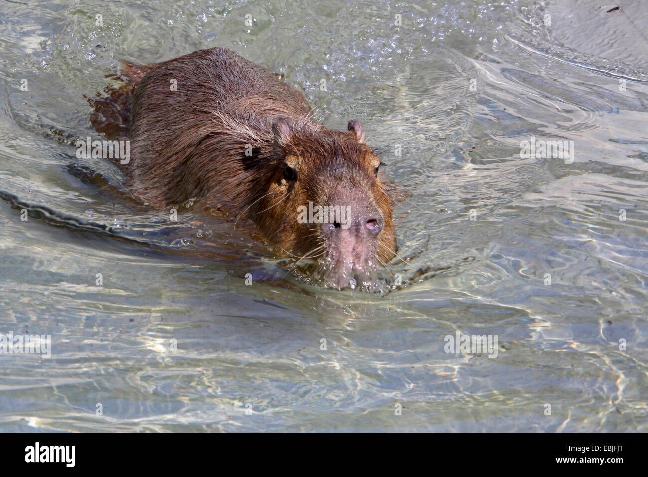 Carpinchos hi-res stock photography and images - Alamy