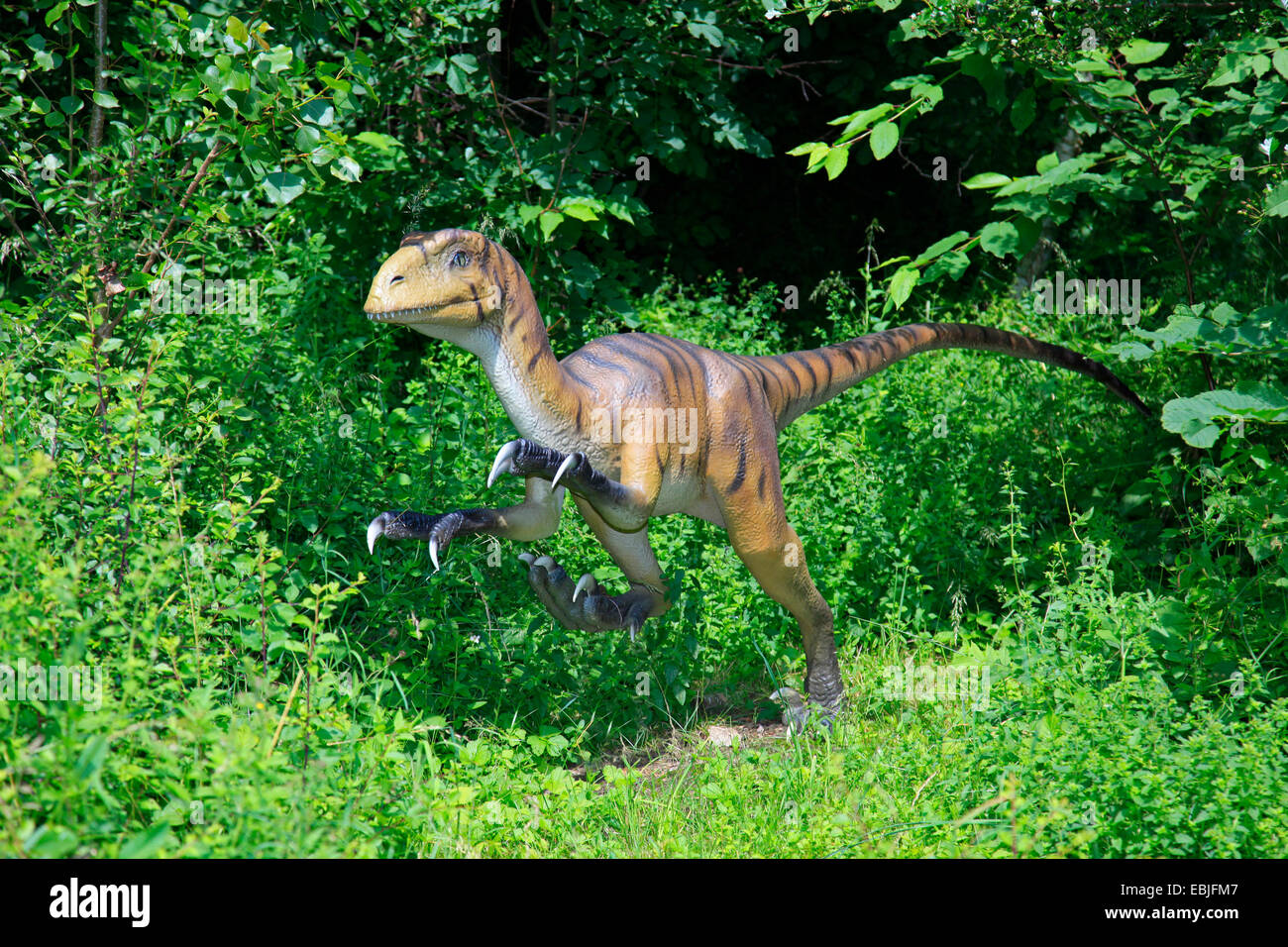 Terrible claw (Deinonychus), threatening Stock Photo - Alamy