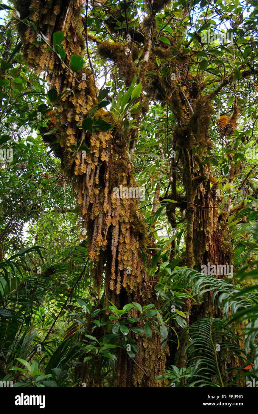 Wooded cloud forest hi-res stock photography and images - Alamy