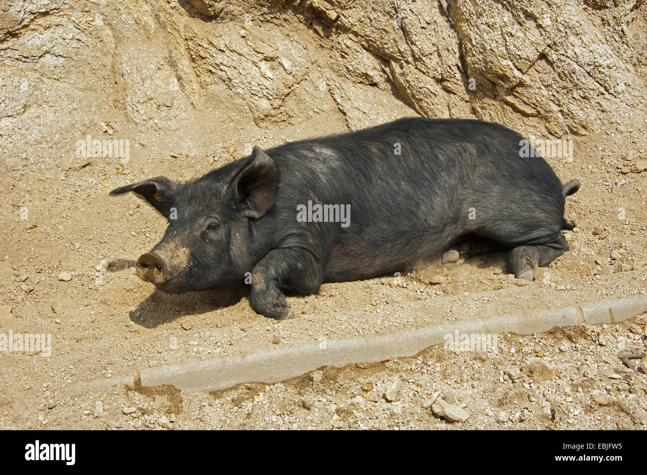 domestic pig (Sus scrofa f. domestica), Corsican pig wallowing in dirt ...