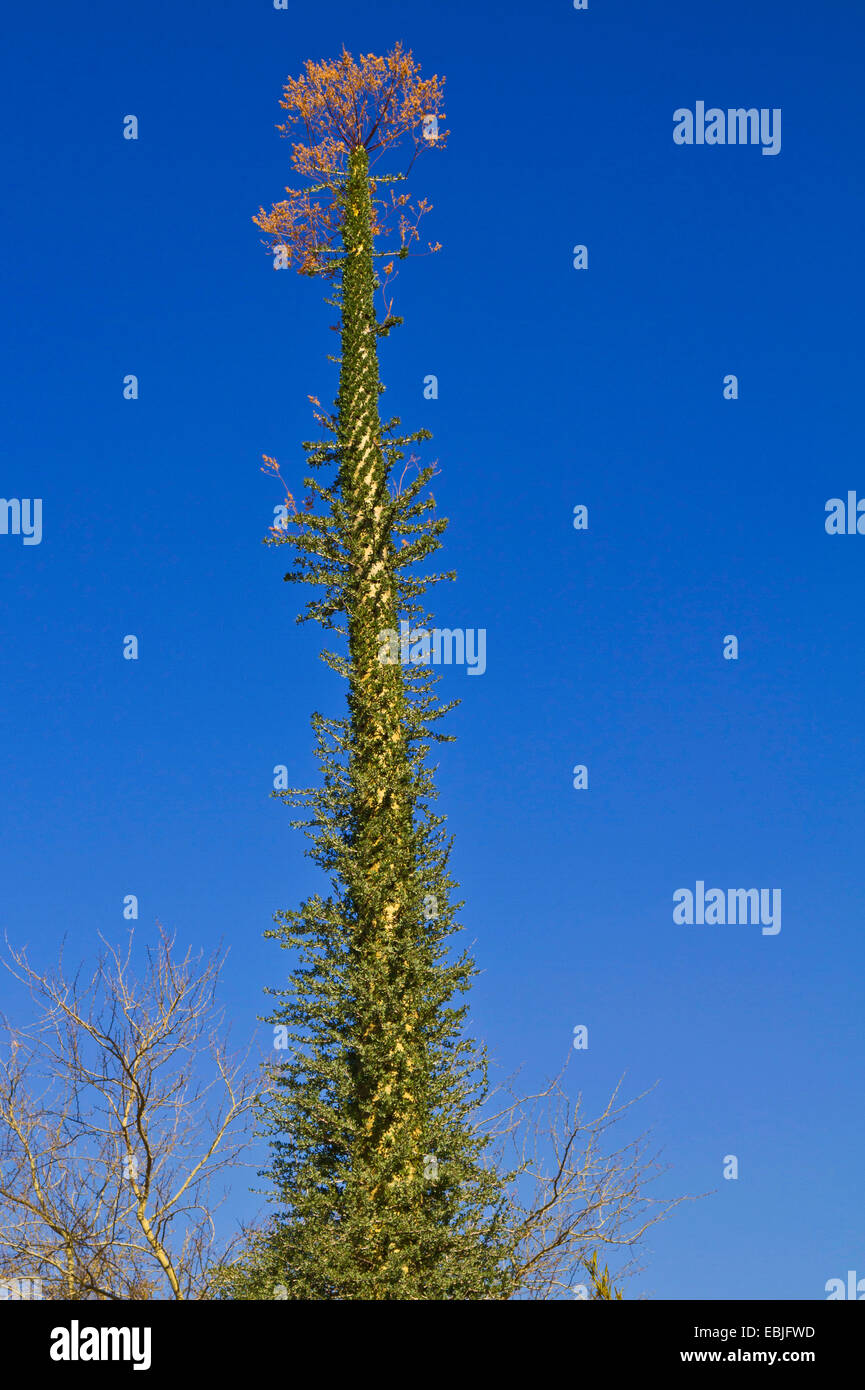Cirio, Boojum, Cototaj, Boojum tree (Fouquieria columnaris), habit, USA ...