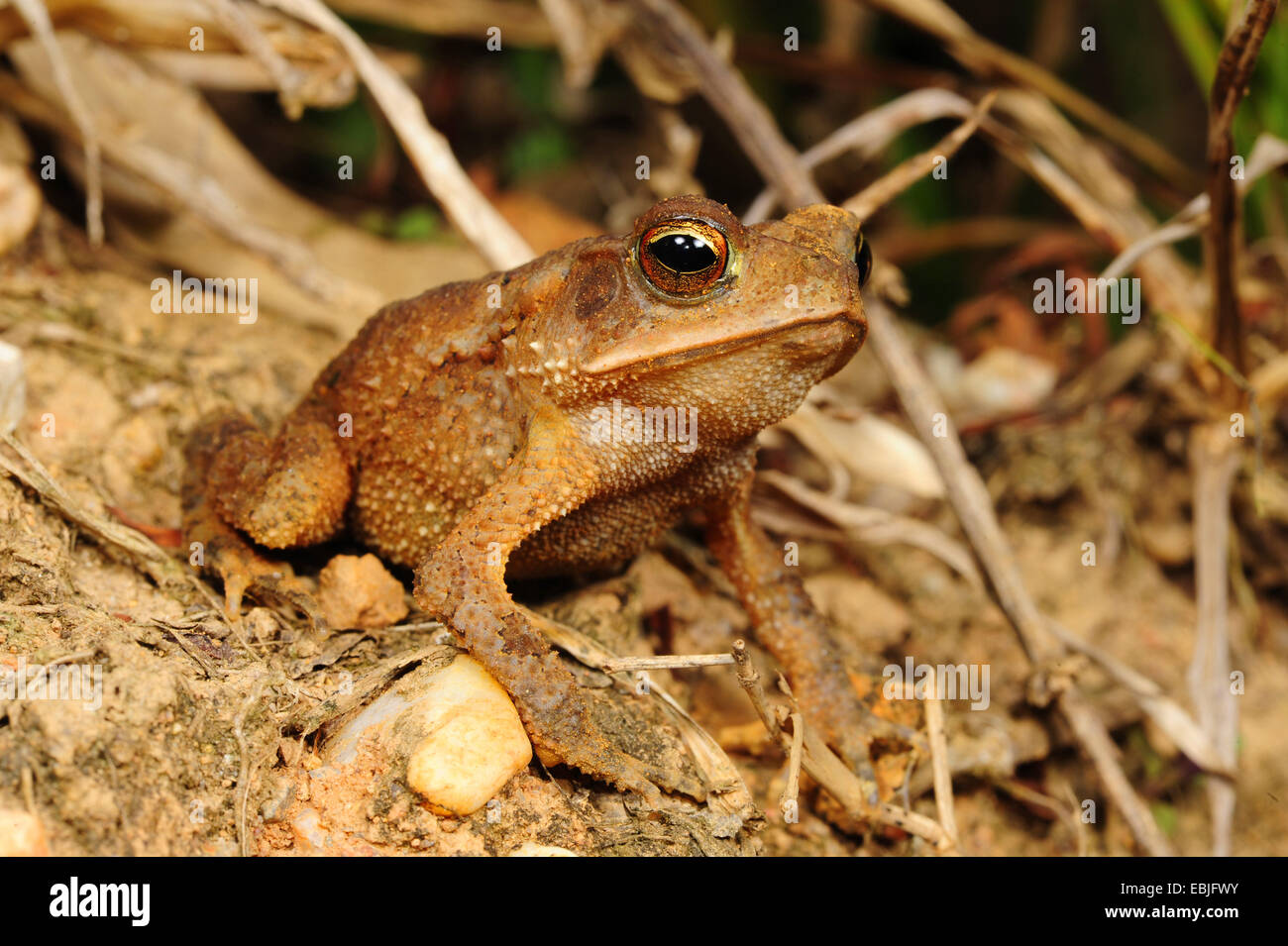 Gulf Coast toad (Bufo valliceps), sitting on dry soil ground, Honduras ...