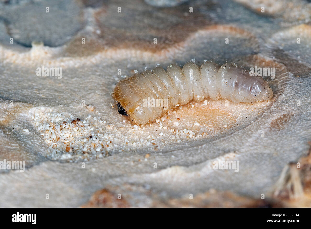 violet tanbark beetle (Callidium violaceum), larva feeding in wood ...