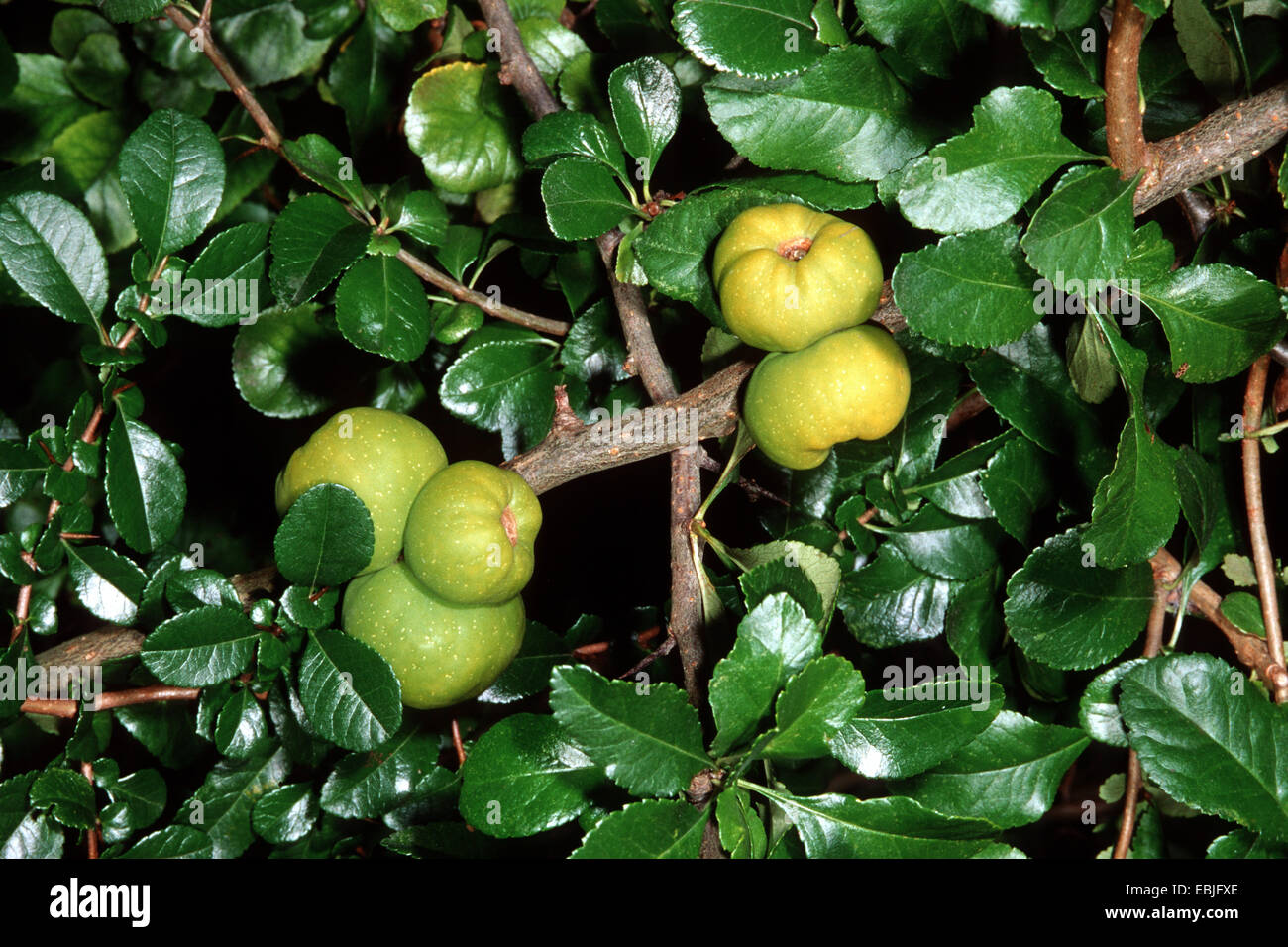 Japanese quince (Chaenomeles japonica, Choenomeles japonica), blooming ...