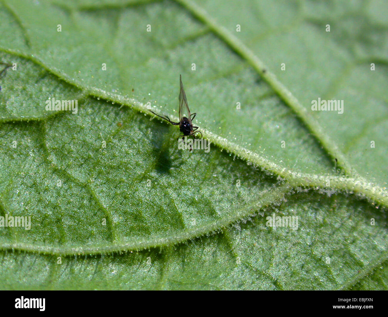 yellow unicorn-plant (Ibicella lutea), fly sticking on a leaf Stock ...