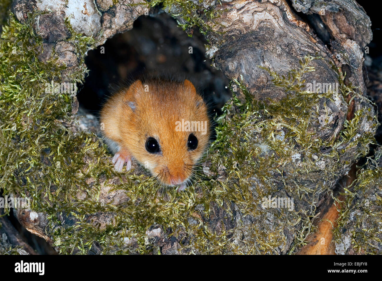 common dormouse, hazel dormouse (Muscardinus avellanarius), looking out ...