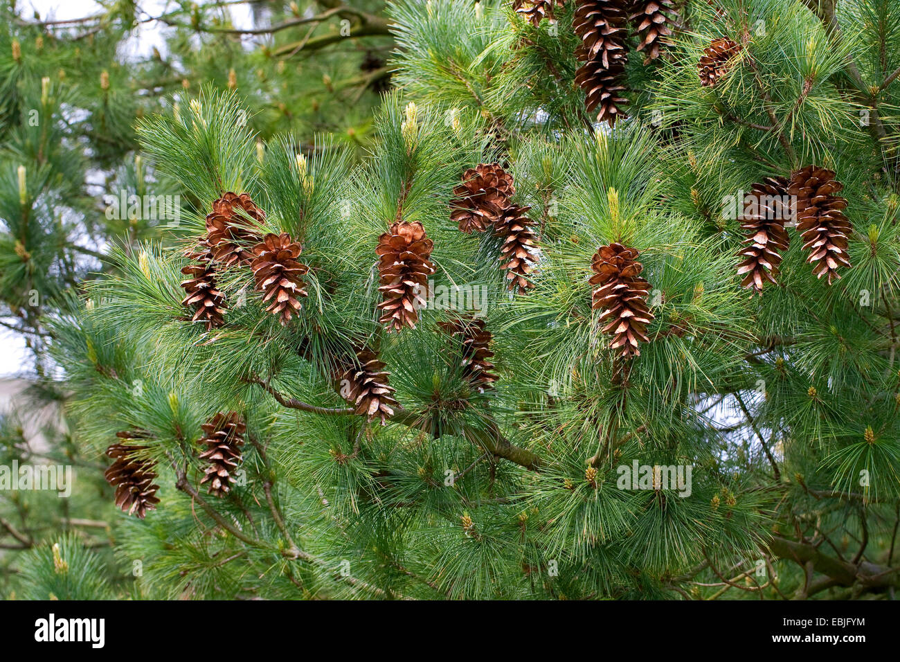 Macedonian pine, Balkan pine (Pinus peuce), branch with cones Stock ...