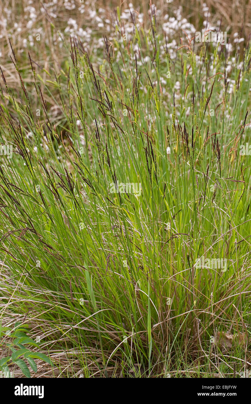 Carex elata hi-res stock photography and images - Alamy