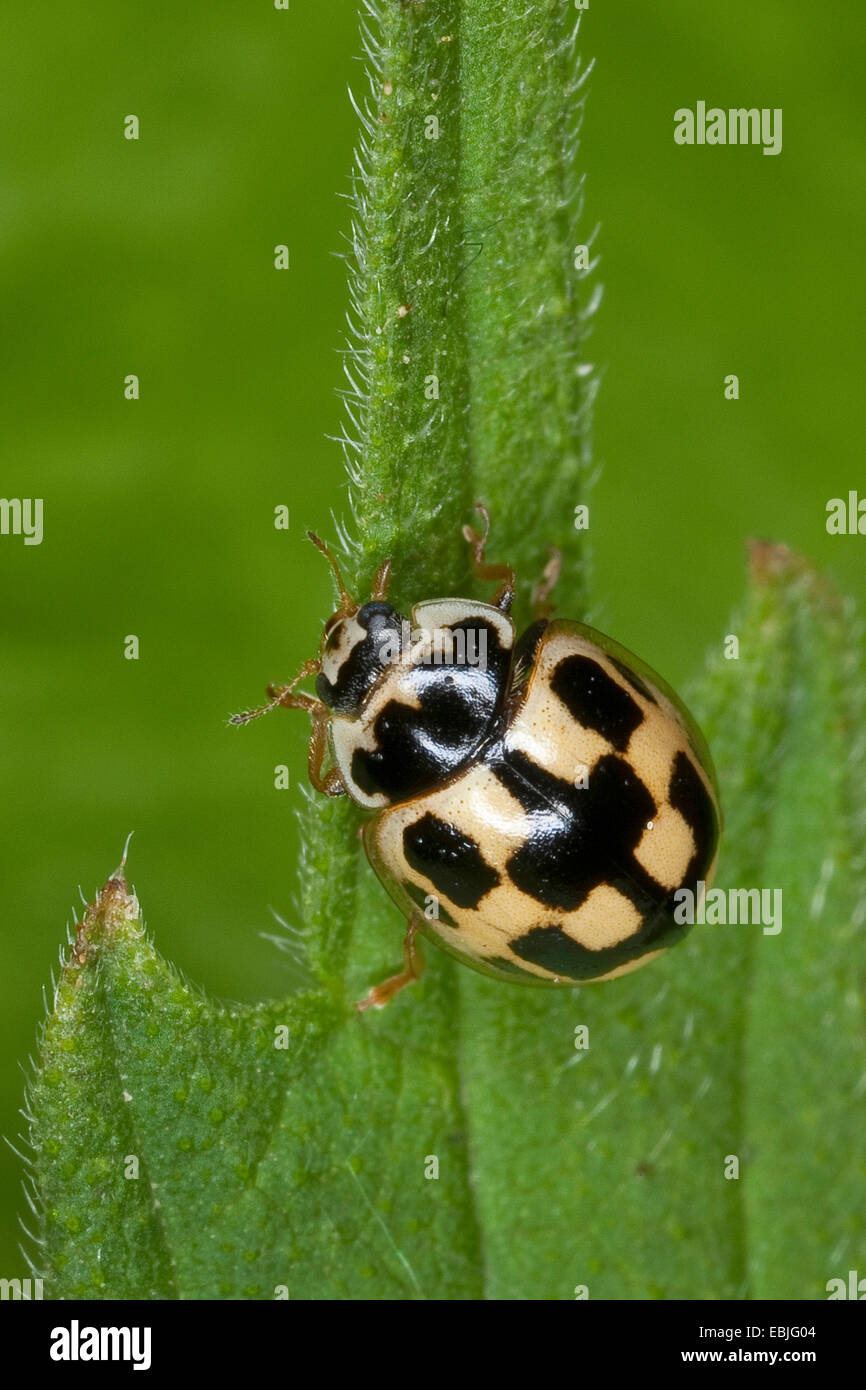 Fourteen vertical hi-res stock photography and images - Alamy